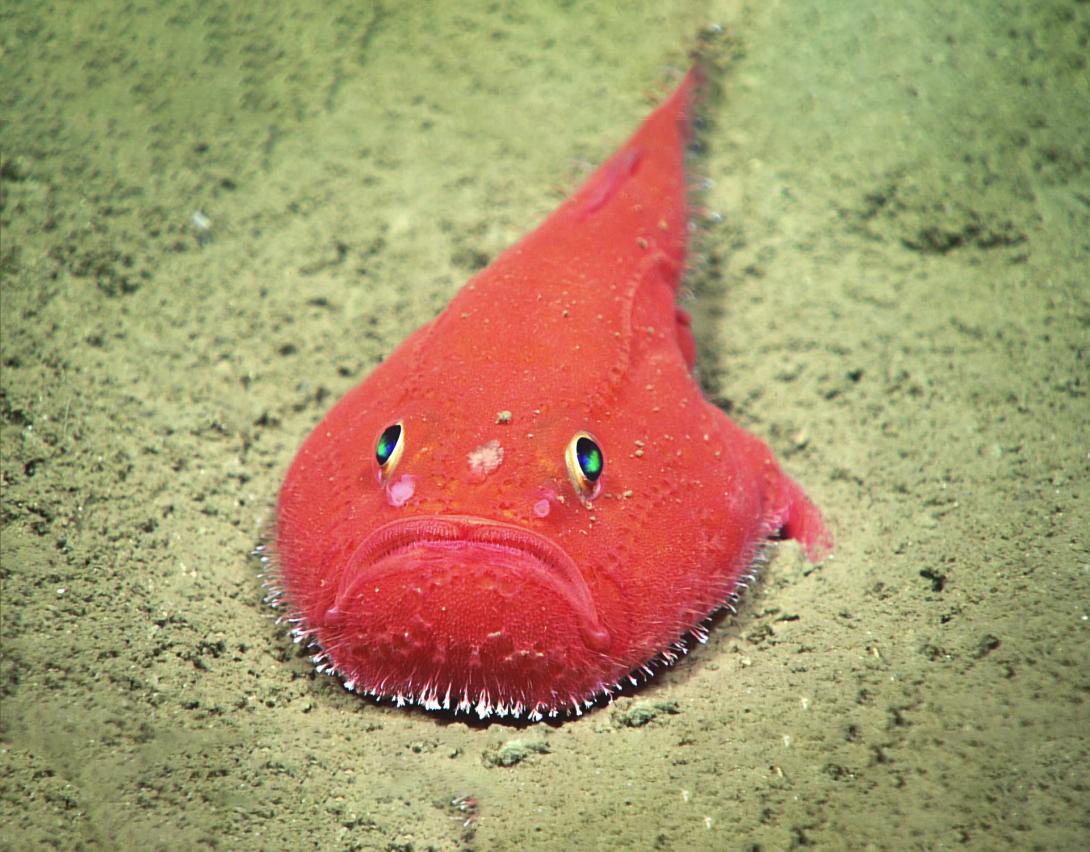 Stop Deep Sea Mining | WWF-New Zealand Stop Deep Sea Mining | WWF-New Zealand